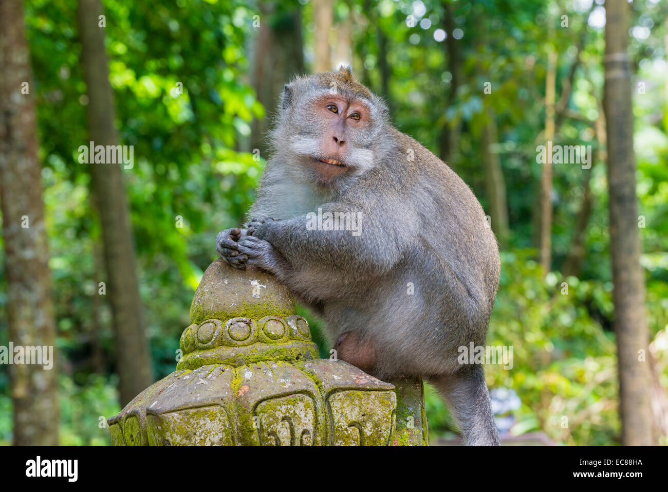 Long-Tailed Macaque or Crab-eating Macaque (Macaca fascicularis ...