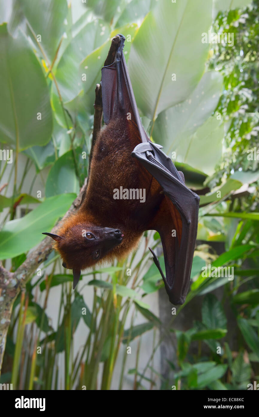 Large Flying Fox (Pteropus vampyrus) hanging in a tree, Bali Indonesia ...