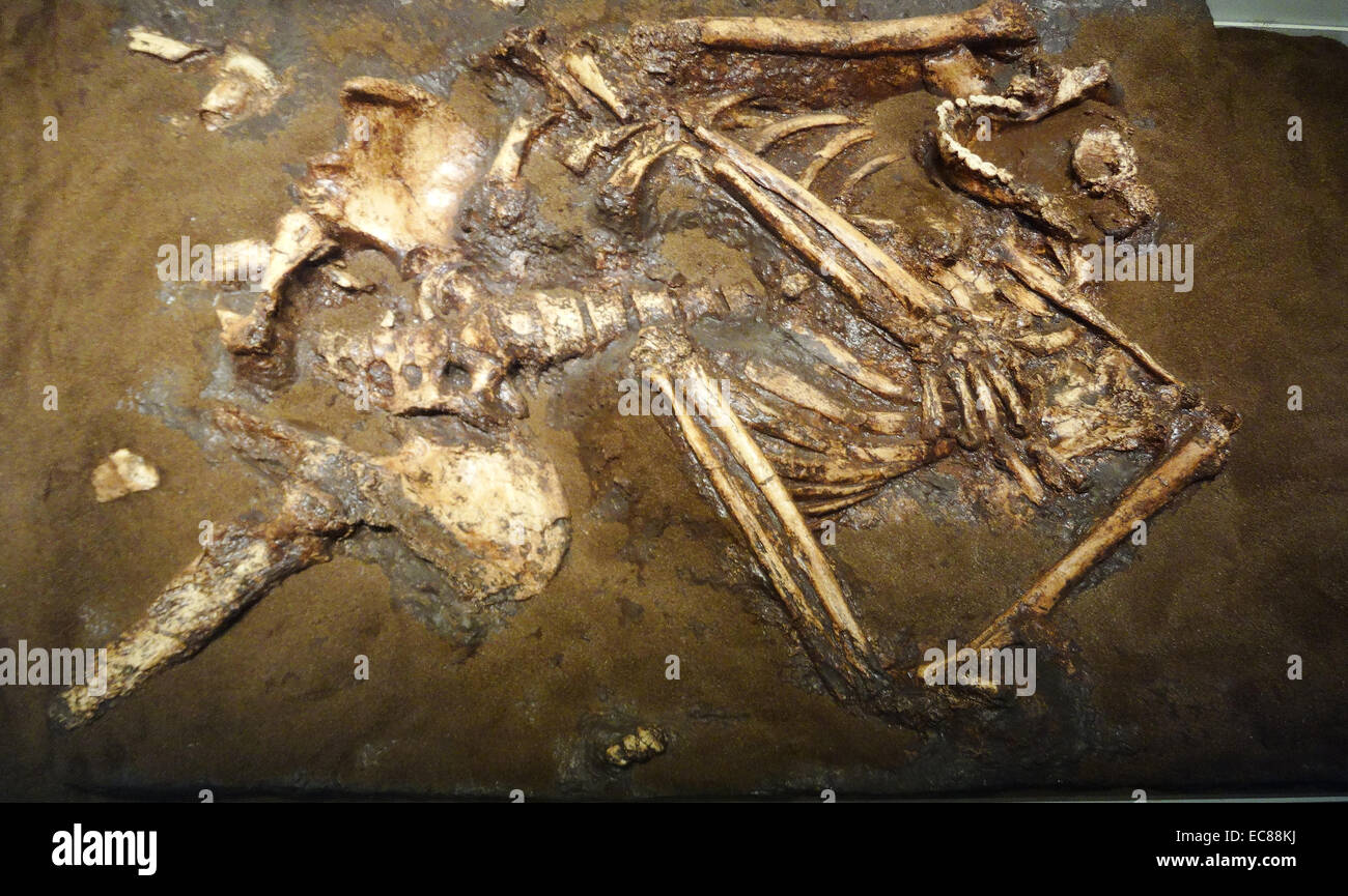 Burial of a Neanderthal man from the Kebara Cave. Dated from the ...