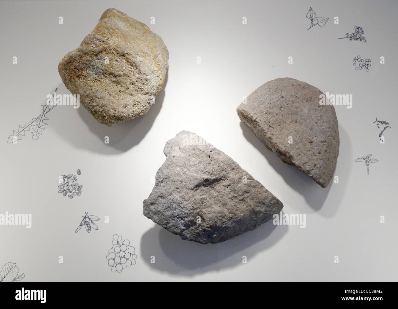 Acheulean stone tool industry hi-res stock photography and images - Alamy