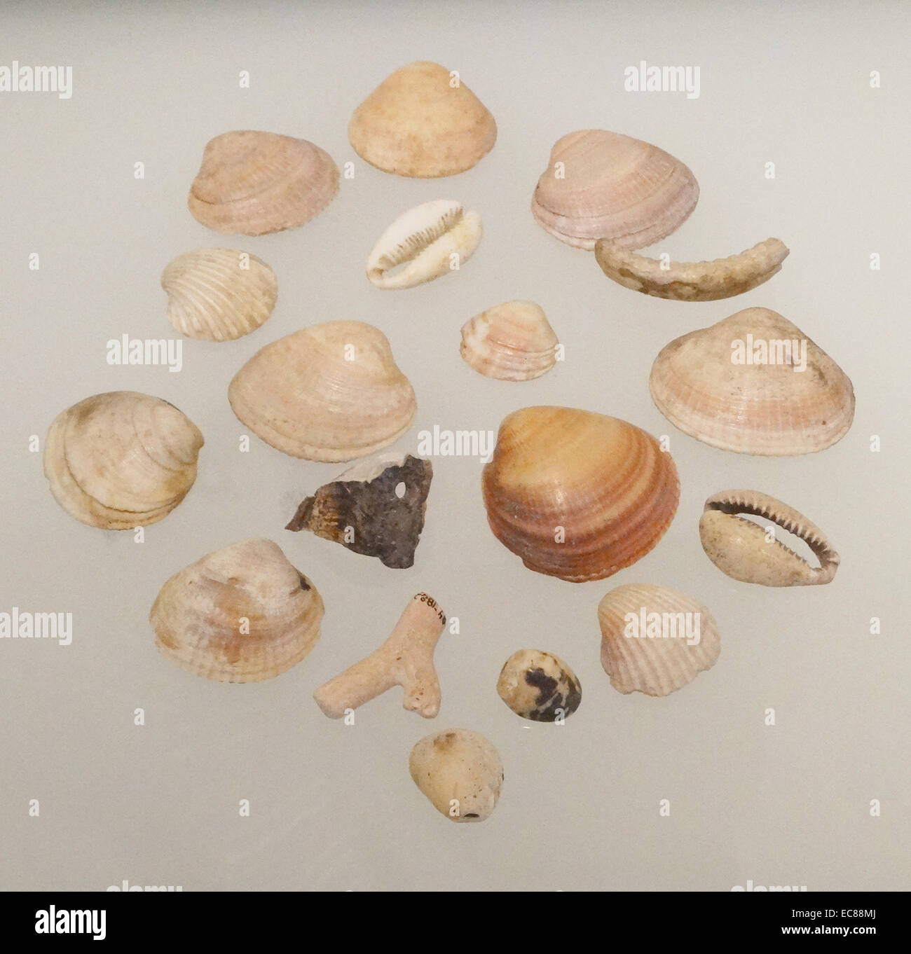 Selection of beads and seashells, Nahal Hemar Cave, Judean Desert. From ...