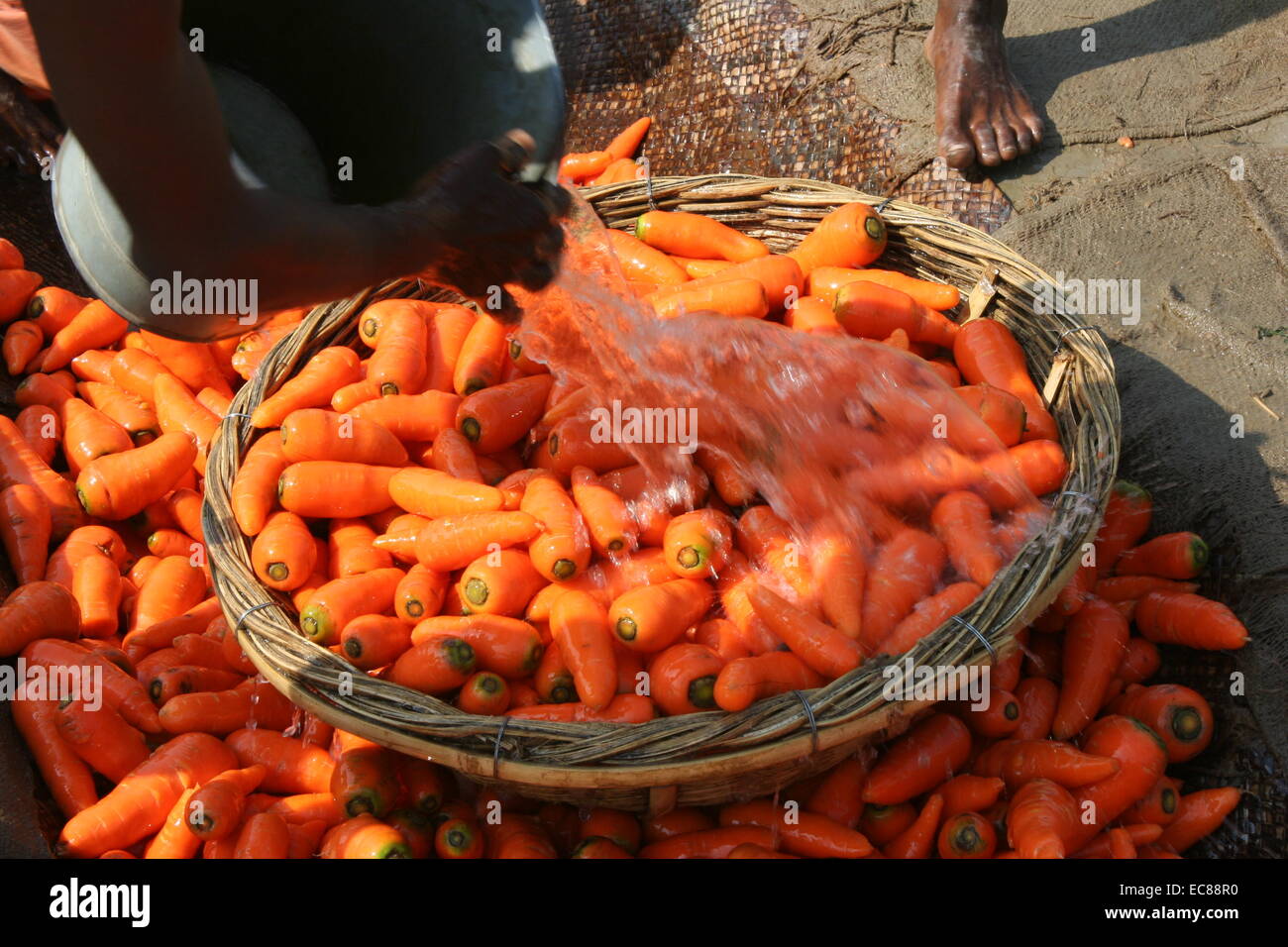 Carrot farmer cleaning fresh carrot produce in Dhaka. Carrot Stock ...