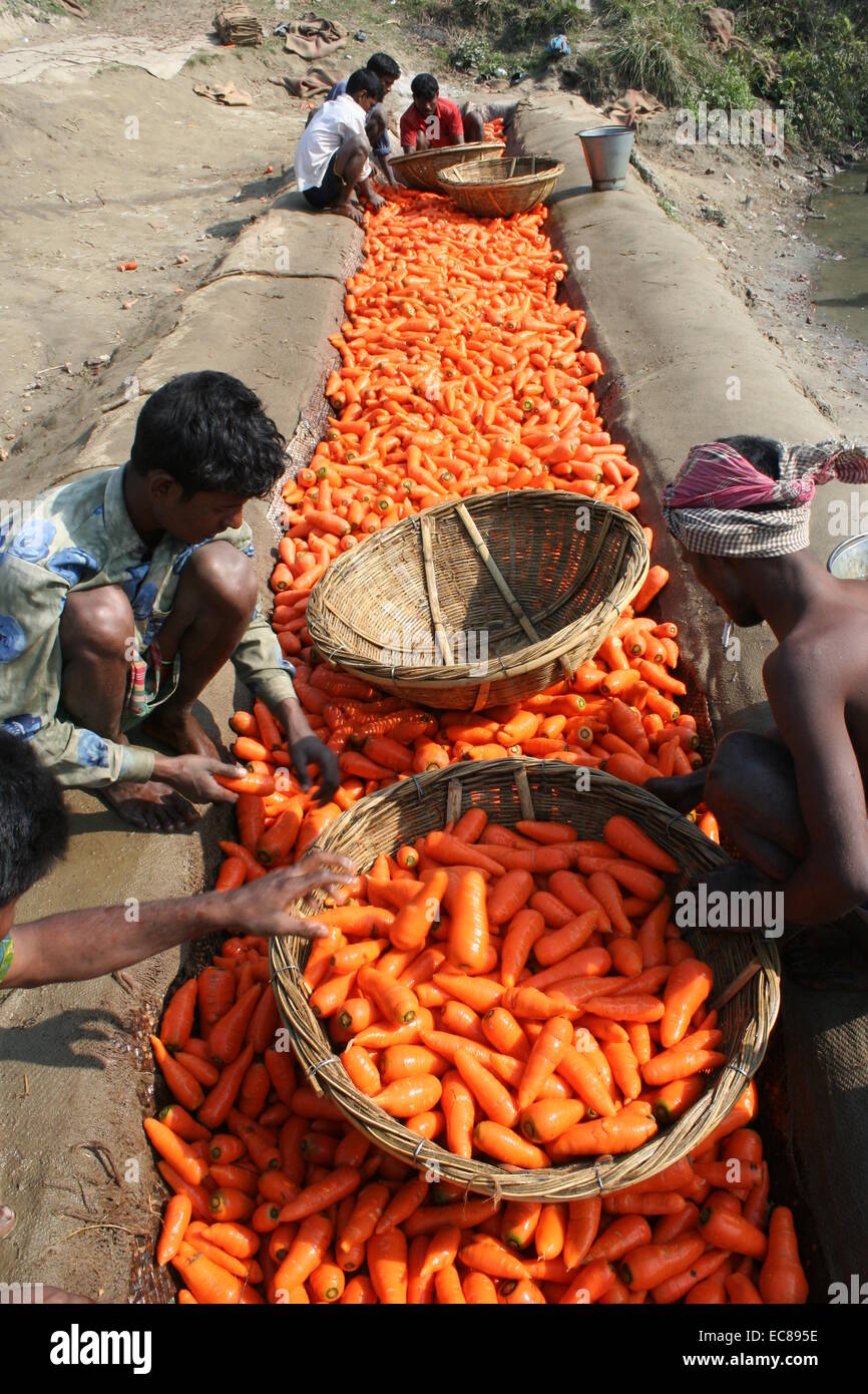Carrot farmer cleaning fresh carrot produce in Dhaka. Carrot Stock ...