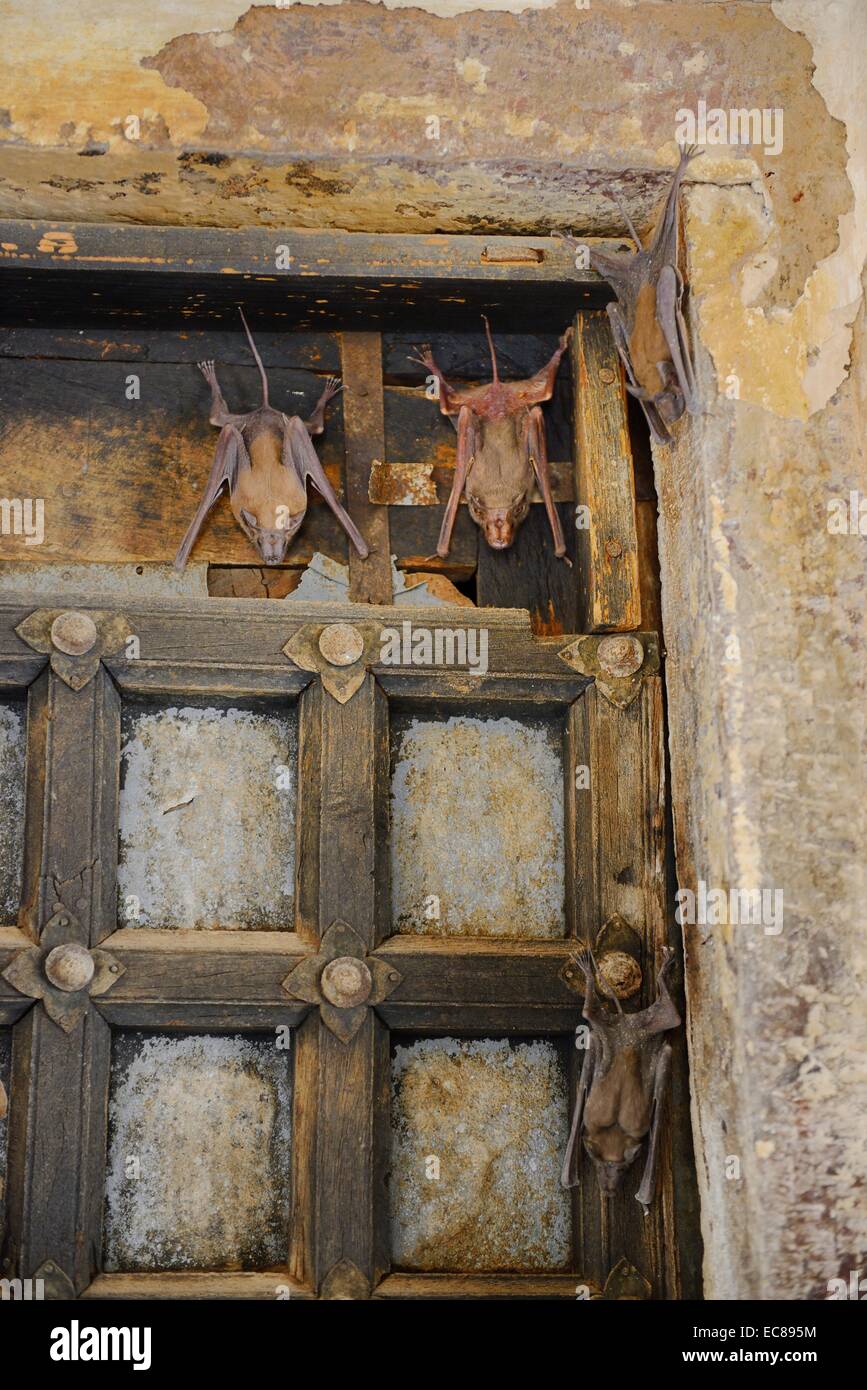 India, Rajasthan, Mewar Region, town of Bundi, bats at Garth Palace ...
