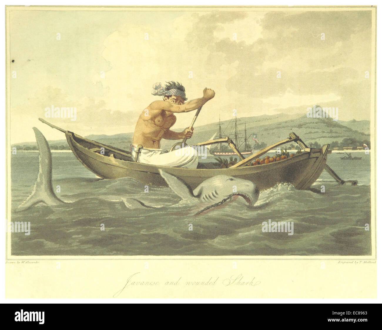 Shark history hi-res stock photography and images - Alamy