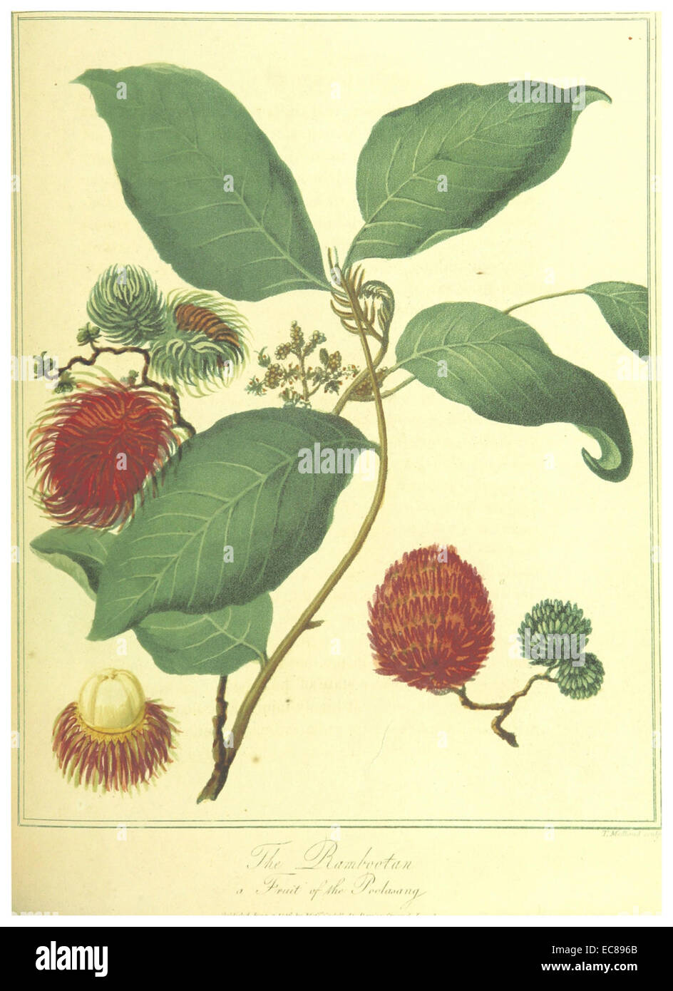 Barrow's 1806 work features the rambutan fruit, a tropical fruit native ...