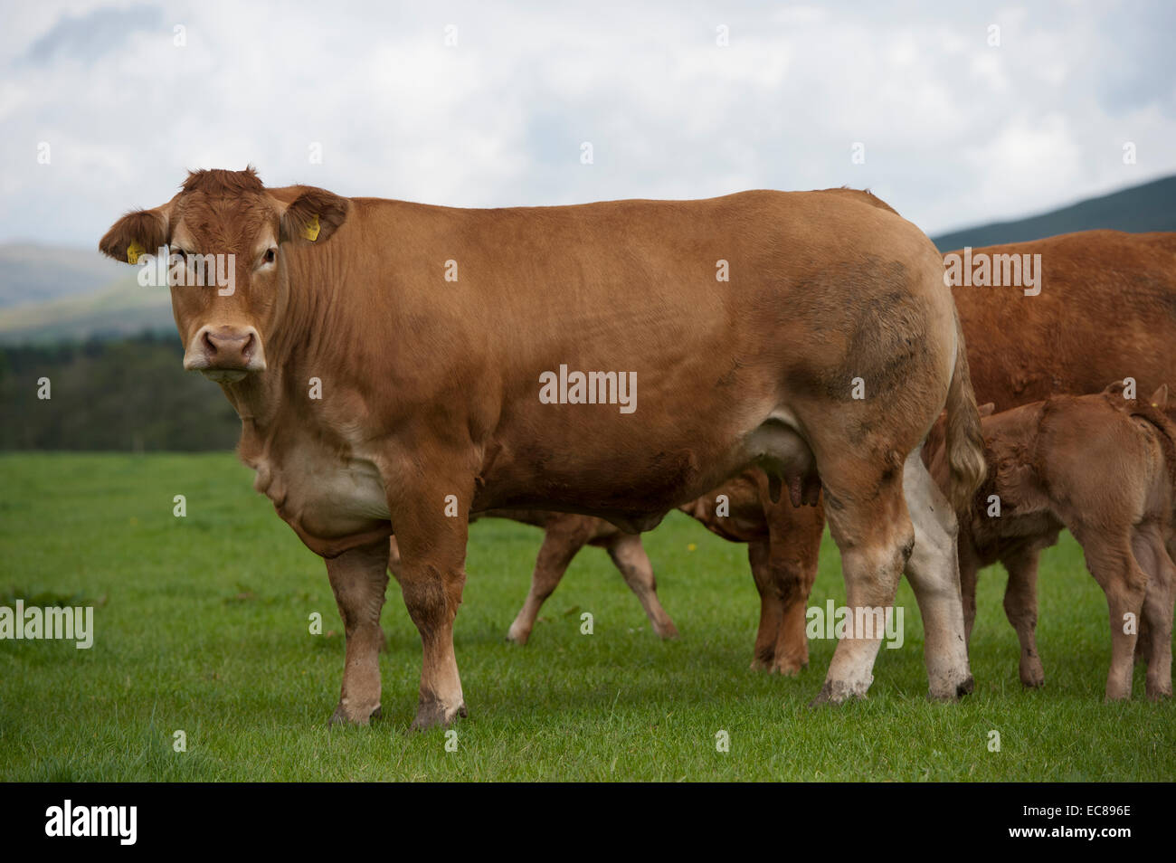 Limousin cattle uk hi-res stock photography and images - Alamy