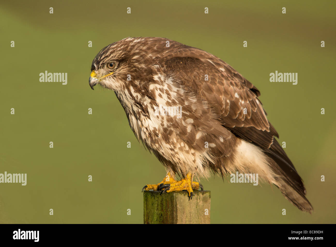 Buzzard uk hi-res stock photography and images - Alamy