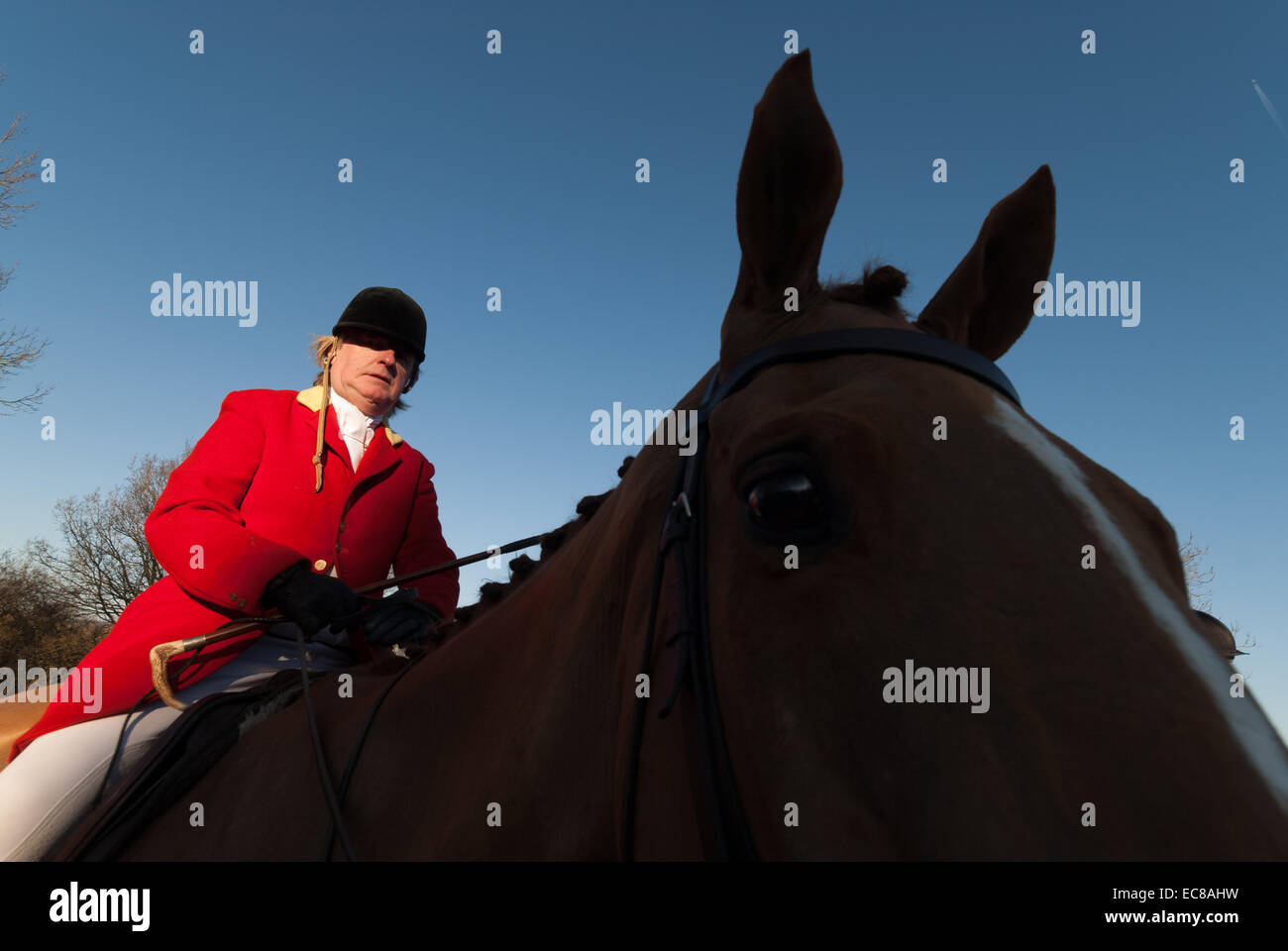 A fox hunt in the Surrey countryside Stock Photo - Alamy