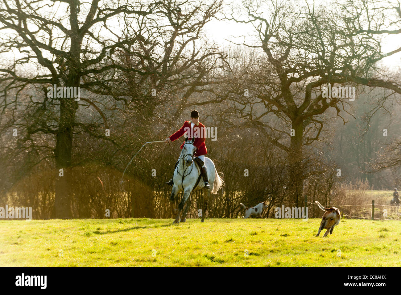A fox hunt in the Surrey countryside Stock Photo - Alamy