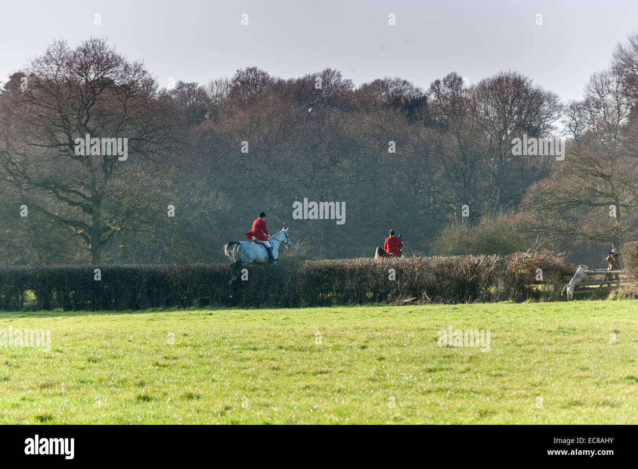 A fox hunt in the Surrey countryside Stock Photo - Alamy