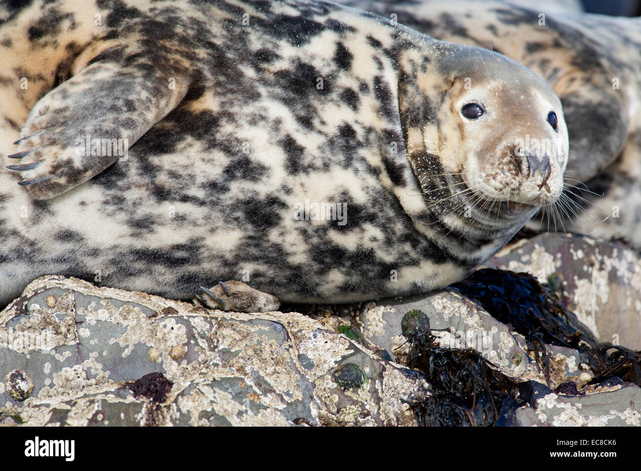A Grey Seal (Halichoerus grypus) resting on the rocks of the Farne ...