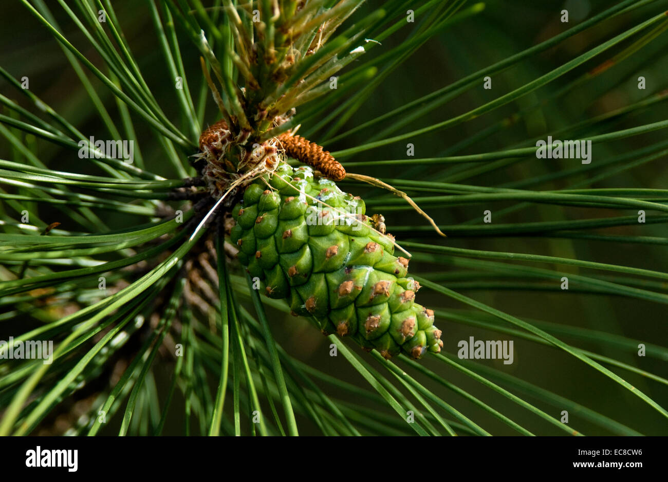 Pine cone seed hi-res stock photography and images - Alamy