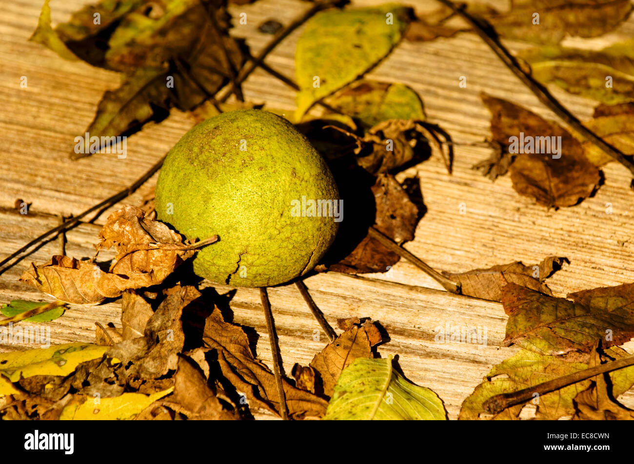 A fallen walnut lies on a wooden deck Stock Photo - Alamy