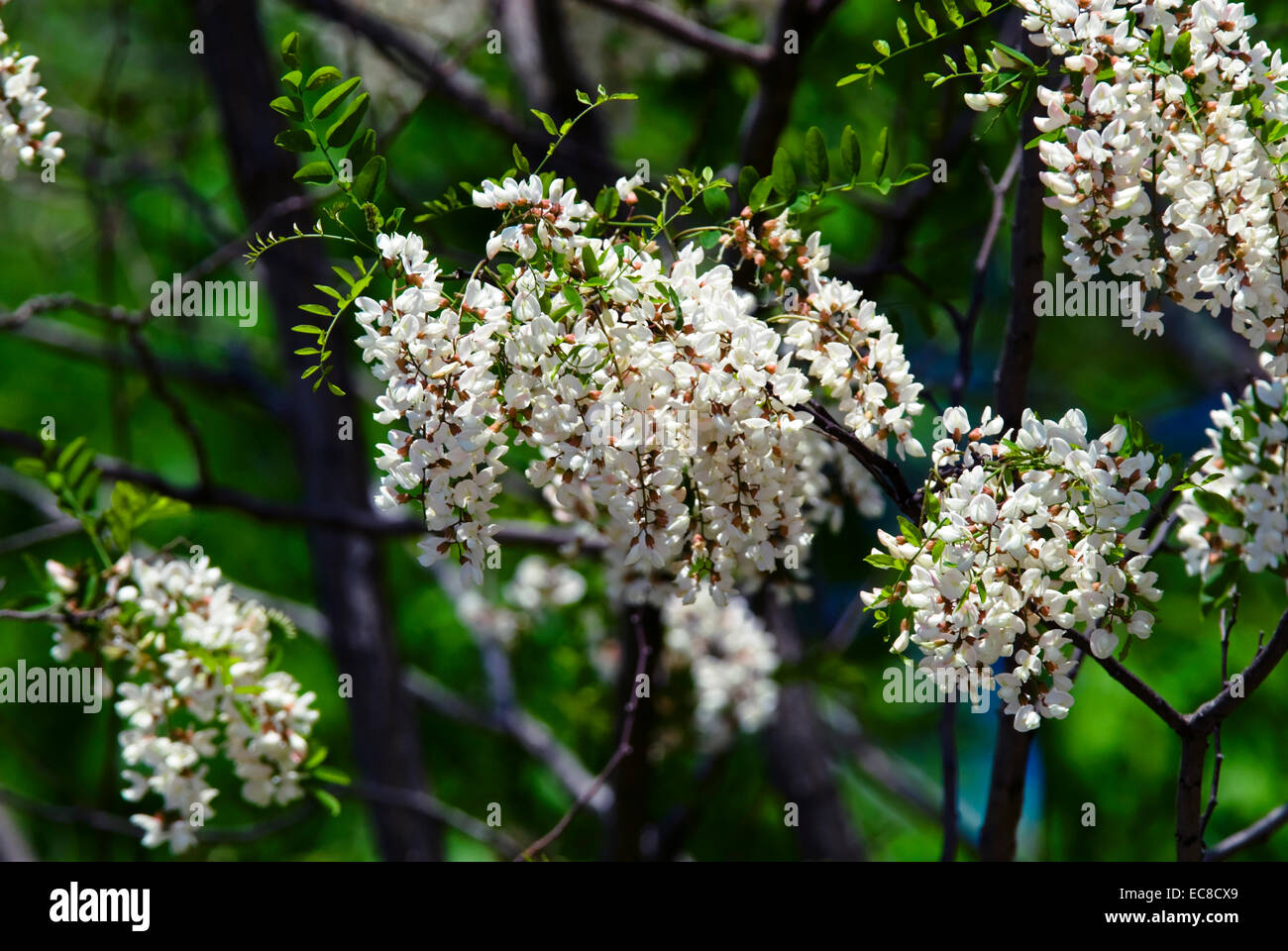 Locust tree hi-res stock photography and images - Alamy