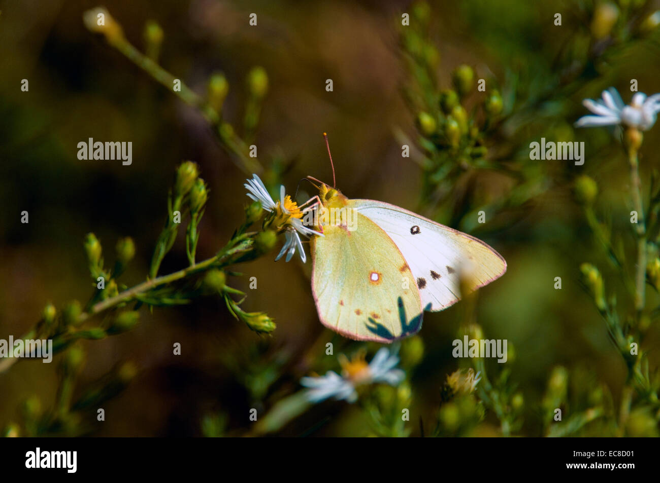 Cabbage moth hi-res stock photography and images - Alamy