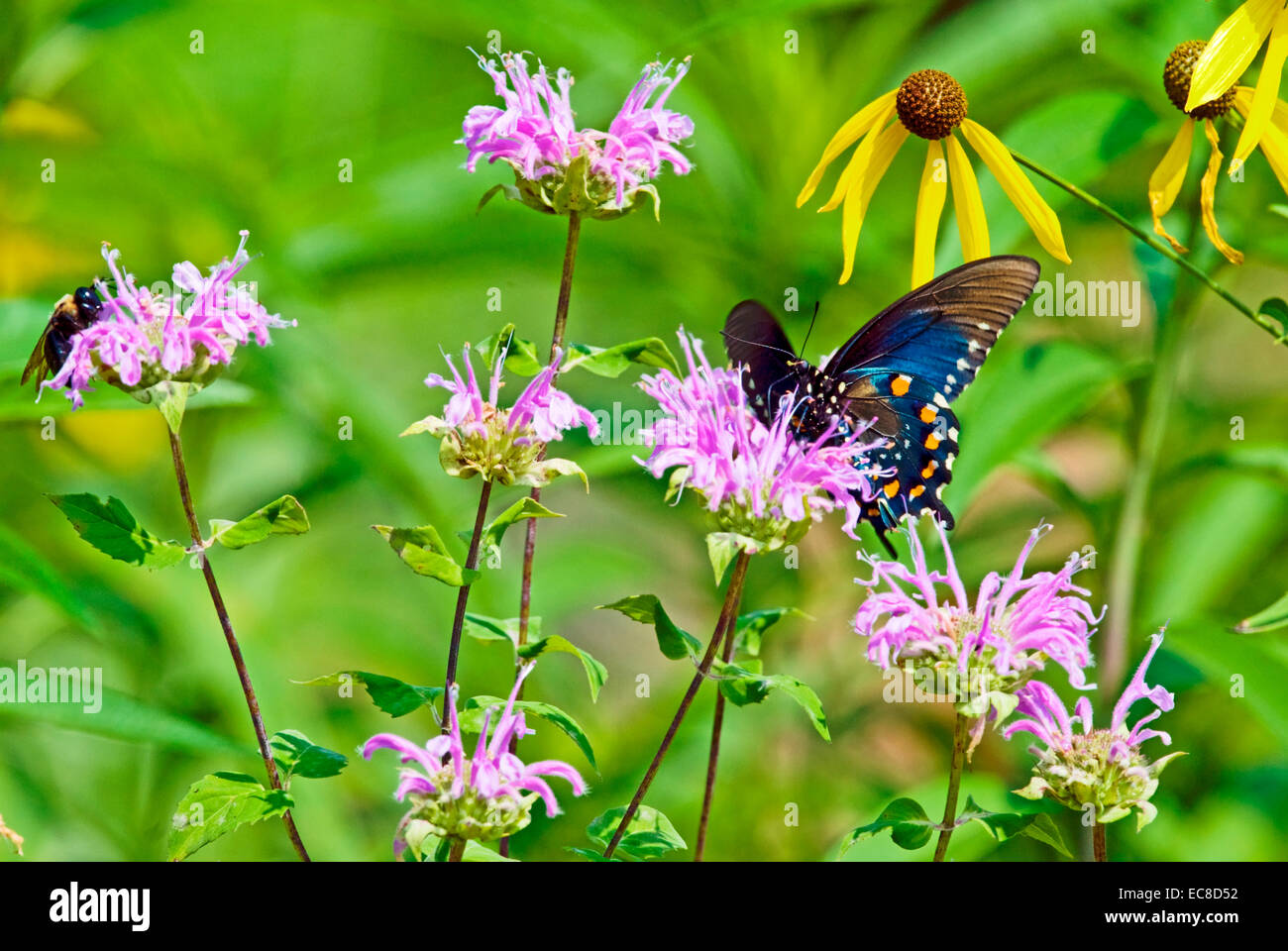 Butterfly flutter hi-res stock photography and images - Alamy