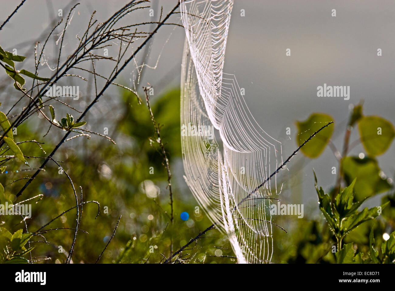 An orb spider web suspended from a twig branch of a bush Stock Photo ...