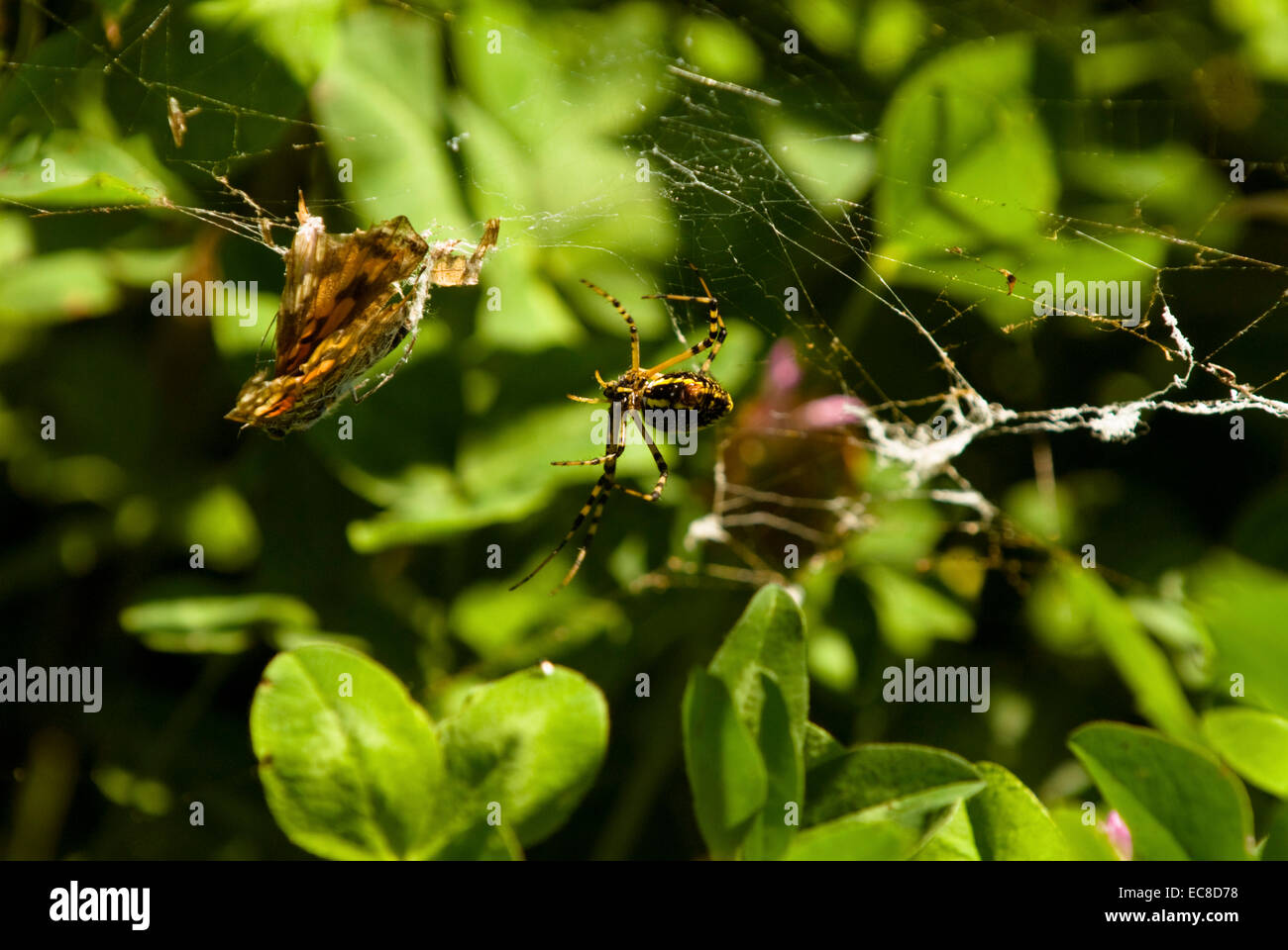 A monarch butterfly is trapped in this spider web, as the spider has a ...
