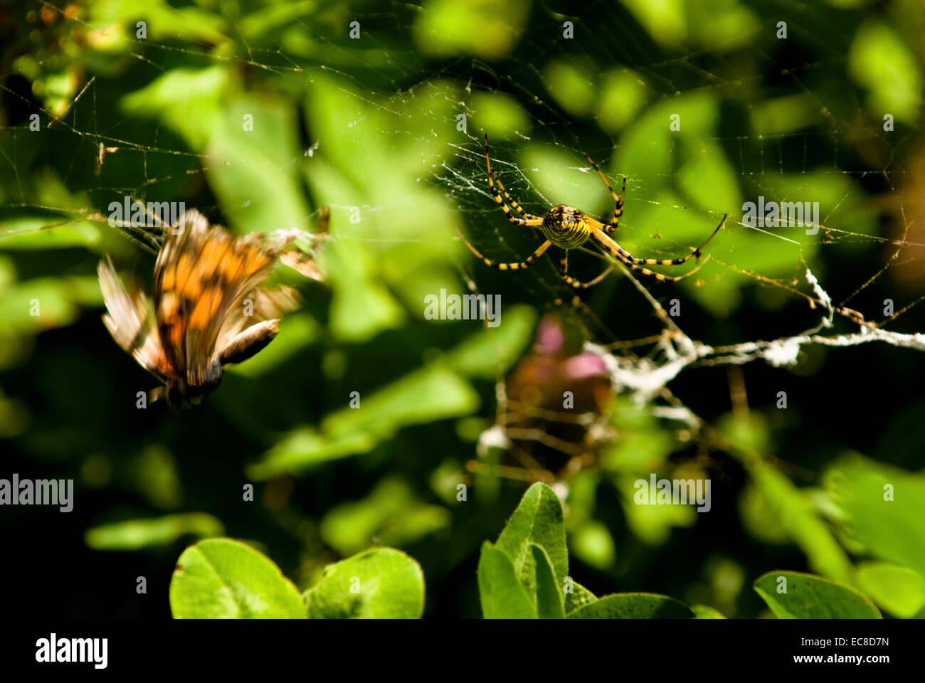 A monarch butterfly is trapped in this spider web, as the spider has a ...