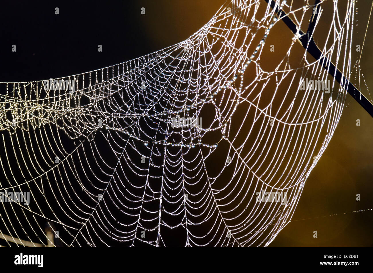 A spider web folded over by the weight of water droplets from a ...