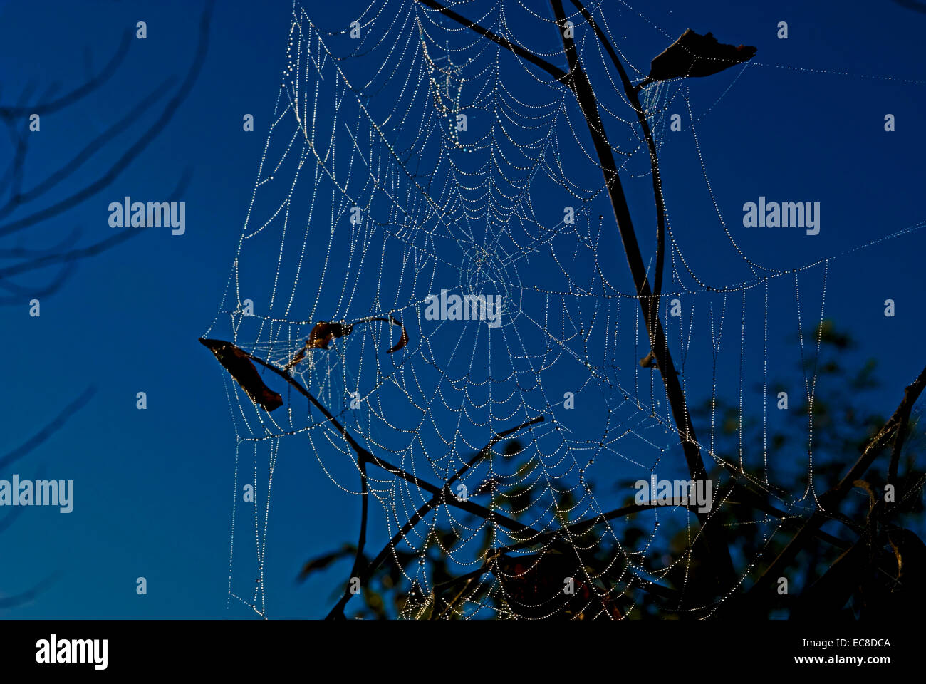 An orb spider web suspended from bushes in early morning with dew water ...