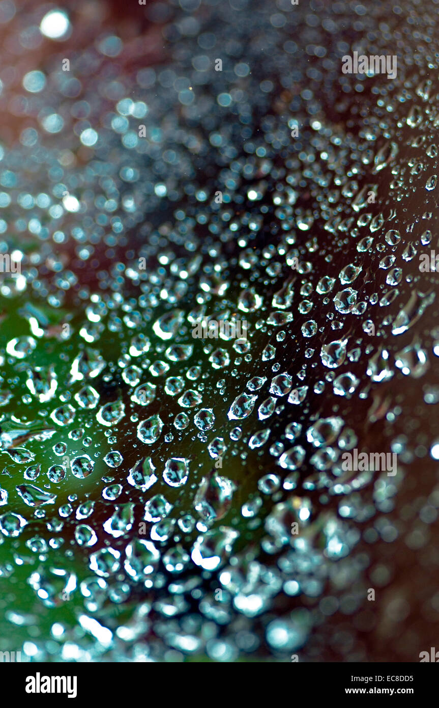 Water drops caught in a spiders web after a rain storm Stock Photo - Alamy