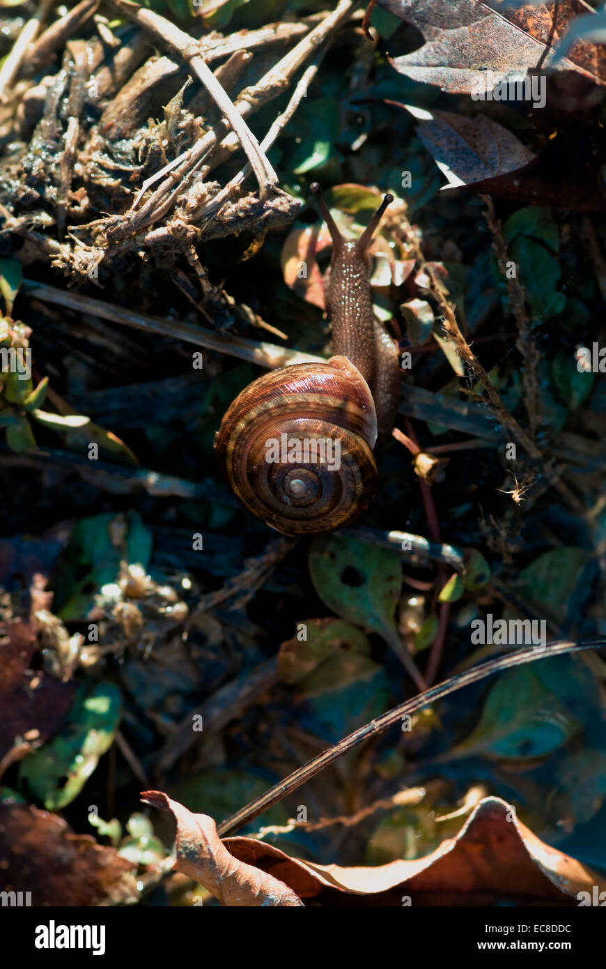 Spirl shell hi-res stock photography and images - Alamy