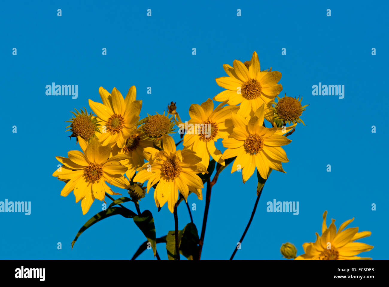 Indiana wild flowers hi-res stock photography and images - Alamy