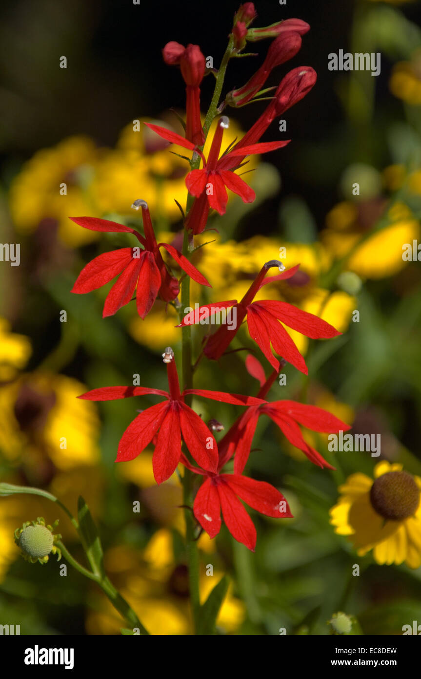 Indiana wild flowers hi-res stock photography and images - Alamy