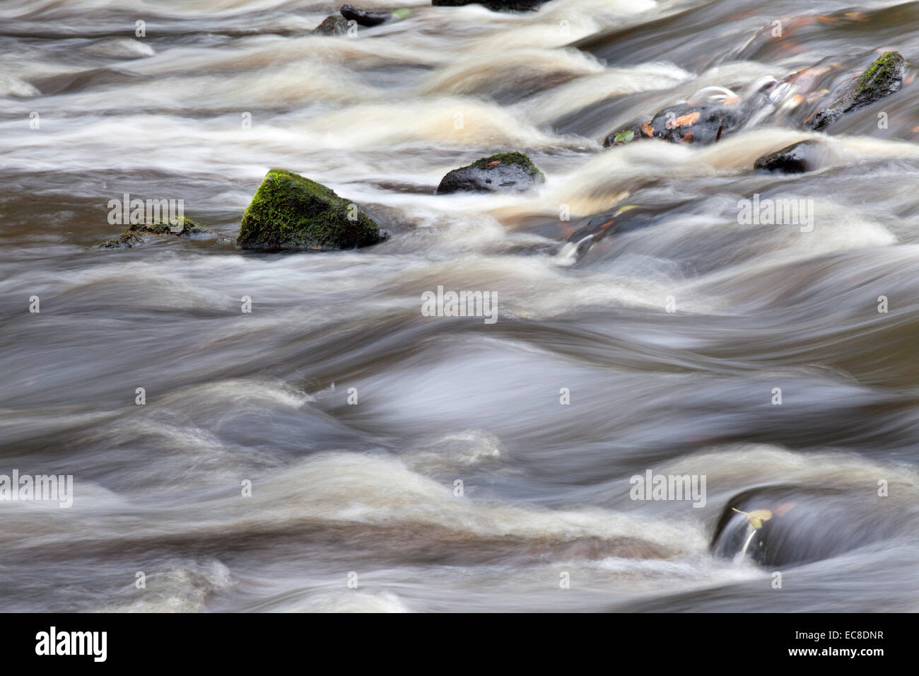 Mossy Rock in Rapids in the River Nidd Nidd Gorge Wood Knaresborough ...