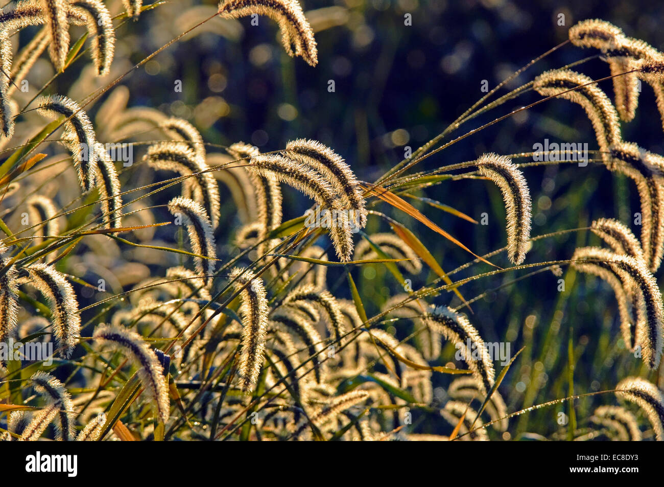 Sunlight back lit hi-res stock photography and images - Alamy