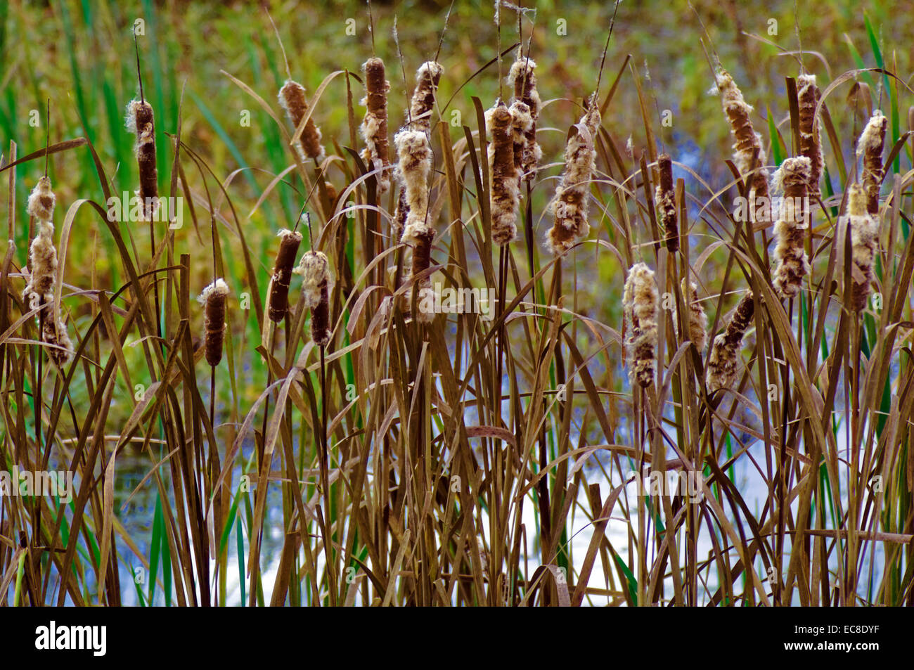 Fall cattails opening by a pond in a wetland and marshland area in ...