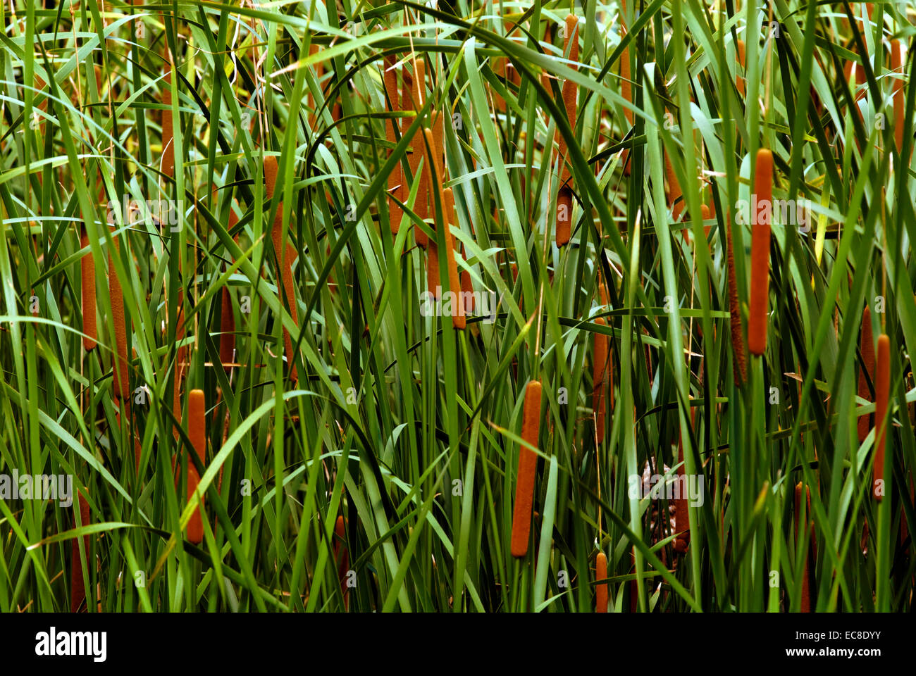 Cattails in a marshy field in Bloomington, Indiana Stock Photo - Alamy