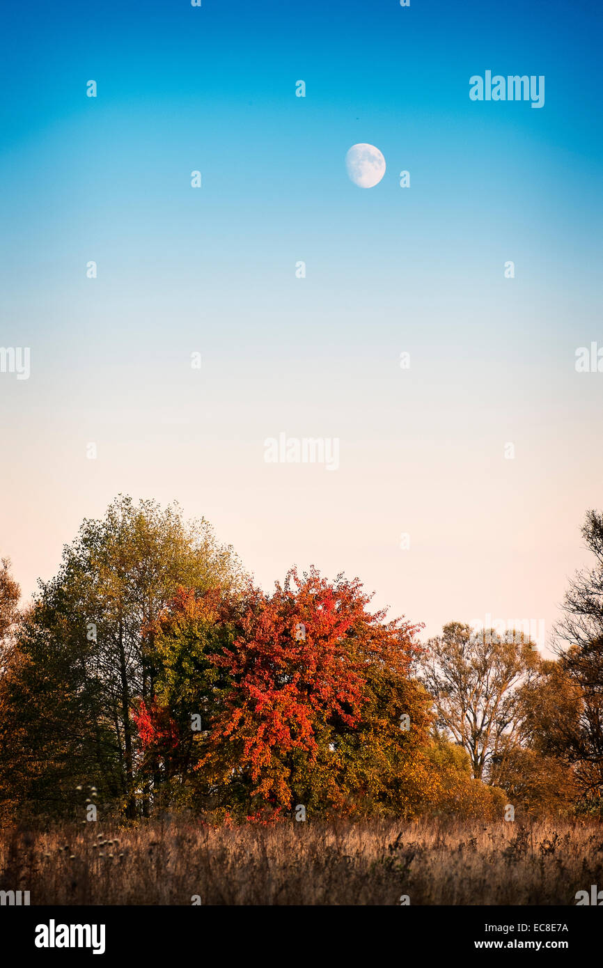Red moon tree hi-res stock photography and images - Alamy