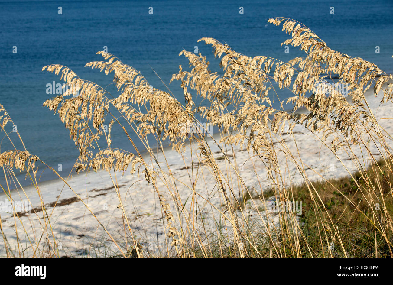 Sea Oats Stock Photos & Sea Oats Stock Images - Alamy