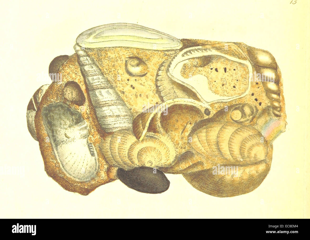 This 1804 volume from British Mineralogy showcases the mineral Silex ...