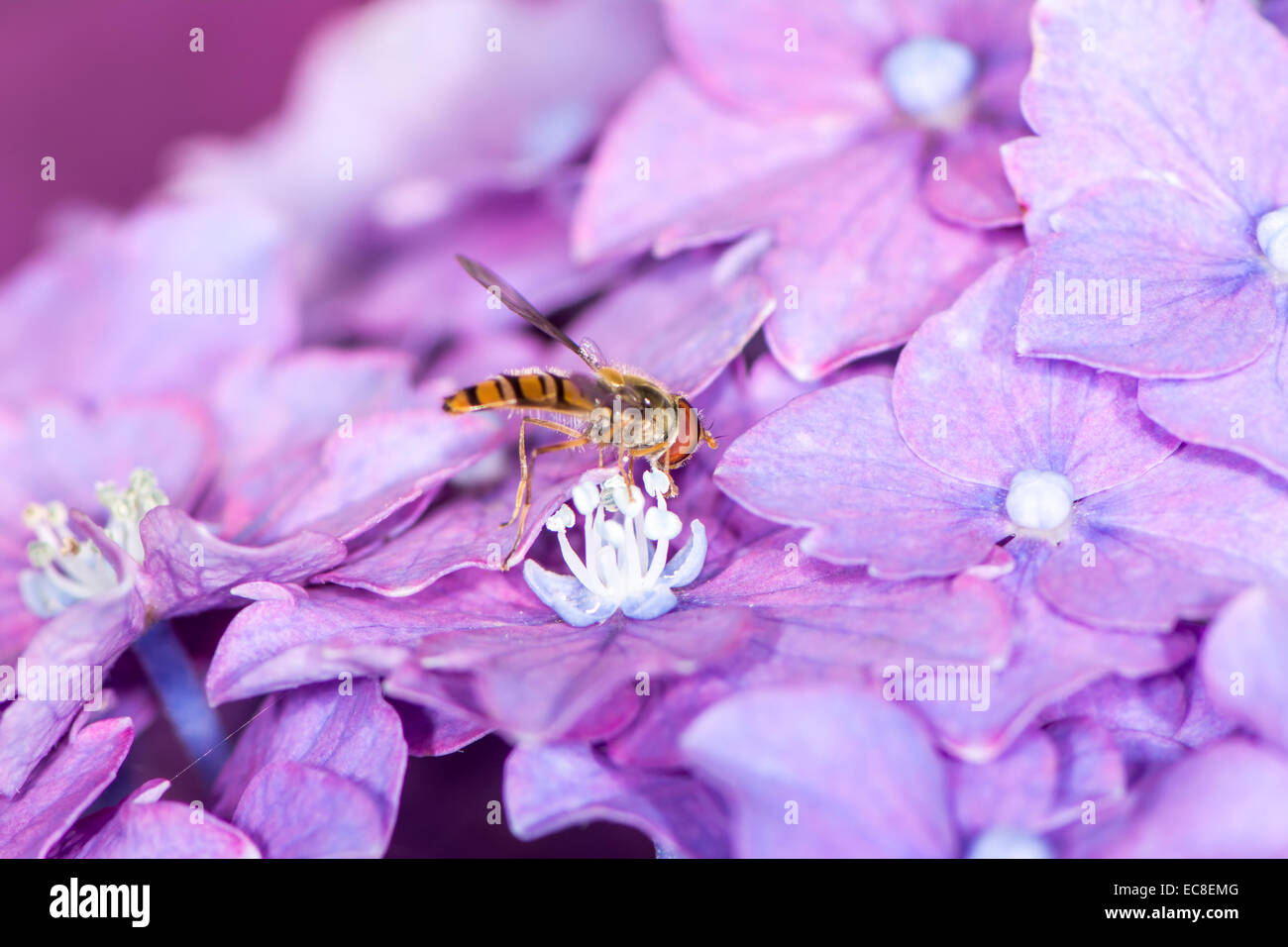 Hoverfly collecting pollen at purple hydrangea flower blossoms Stock ...