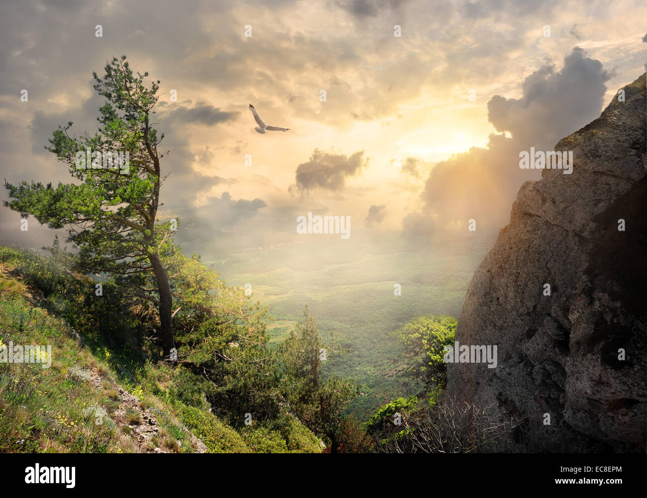 Bird over the big tree on mountain Stock Photo - Alamy