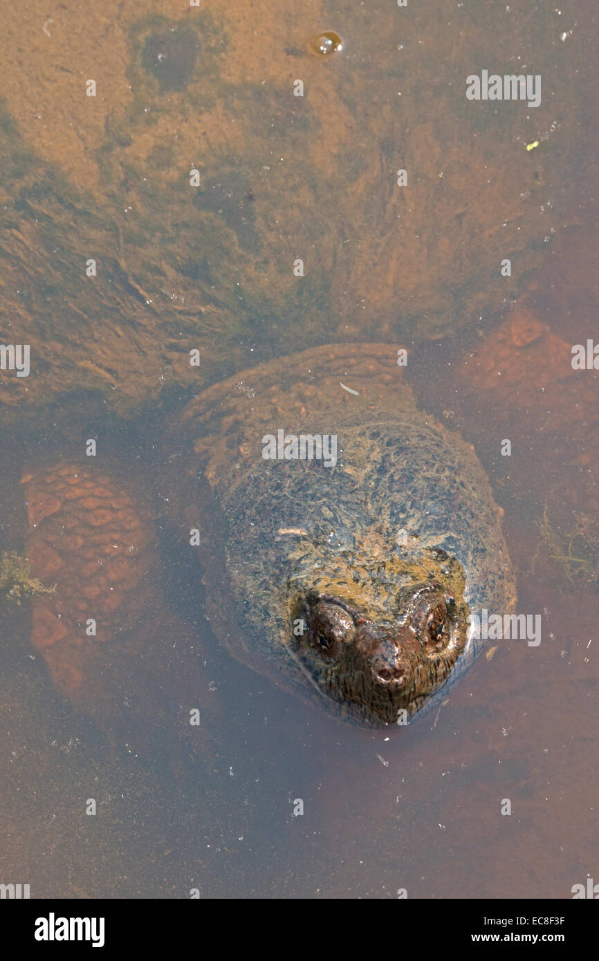 Snapping turtle, Chelydra serpentina, Virginia Stock Photo - Alamy