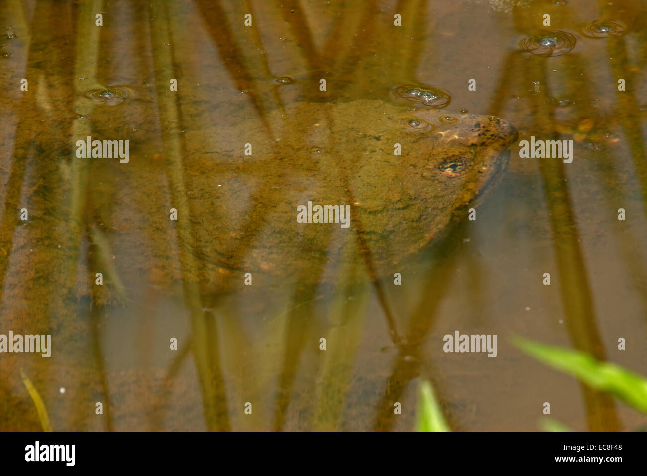 Snapping turtle, Chelydra serpentina, Virginia Stock Photo - Alamy