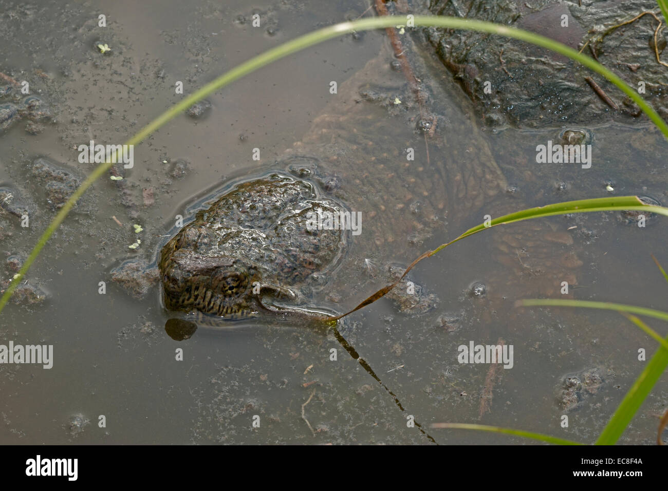 Snapping turtle, Chelydra serpentina, Virginia Stock Photo - Alamy