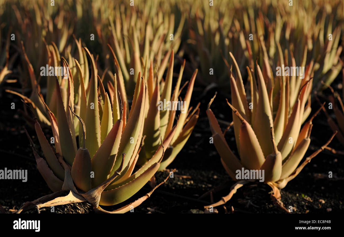 Aloe Vera plantation Stock Photo - Alamy