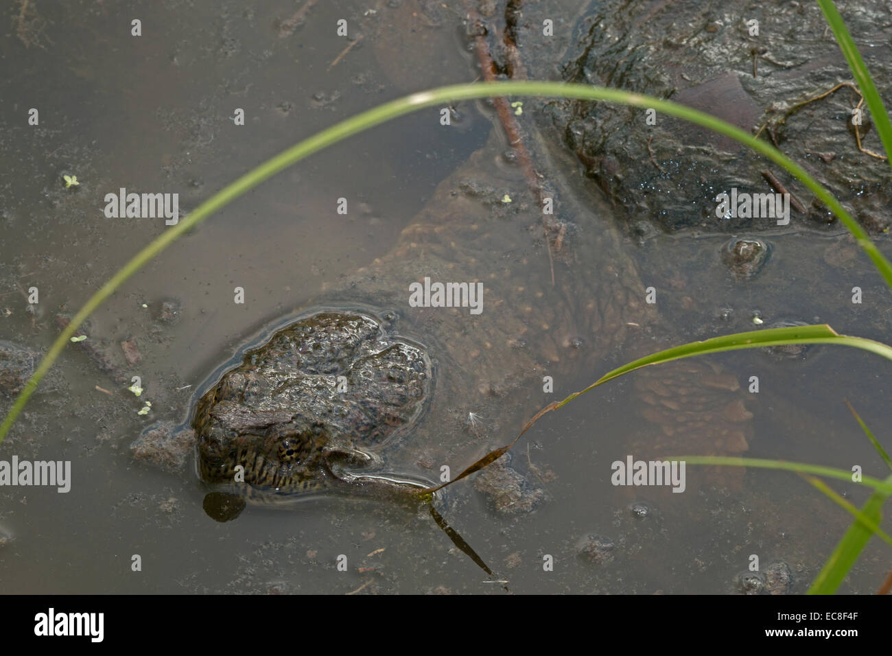 Snapping turtle, Chelydra serpentina, Virginia Stock Photo - Alamy