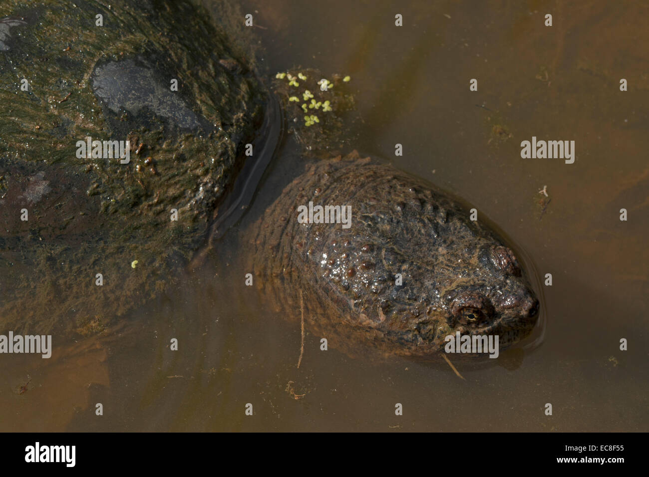 Snapping turtle, Chelydra serpentina, Virginia Stock Photo - Alamy