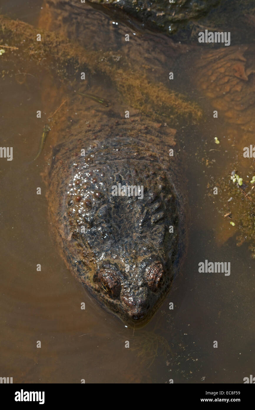 Snapping turtle swimming underwater hi-res stock photography and images ...