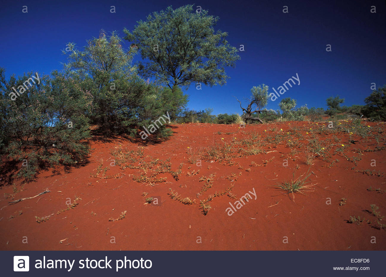 Gibson Desert Australia Stock Photos & Gibson Desert Australia Stock ...