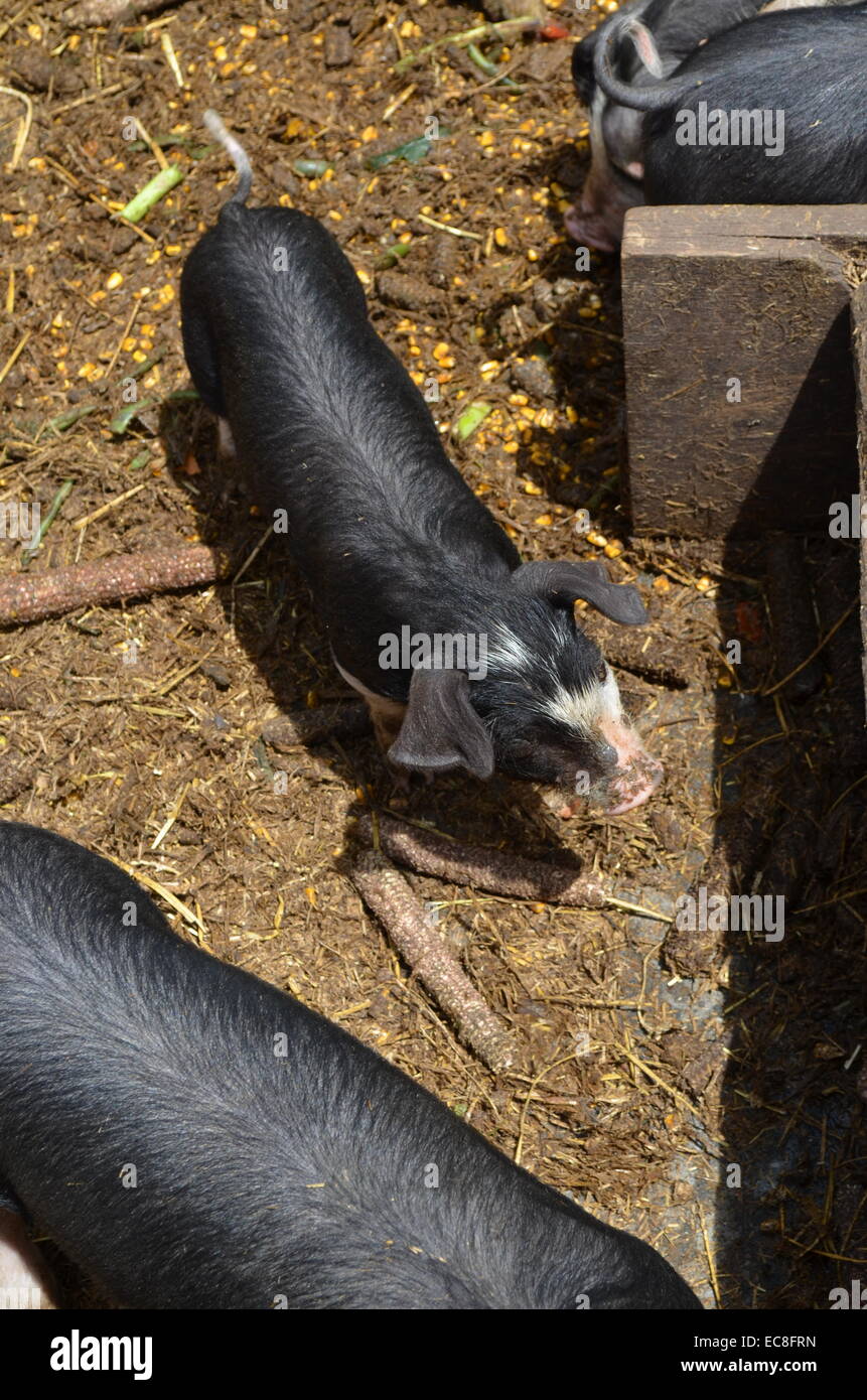 Black pig baby hi-res stock photography and images - Alamy