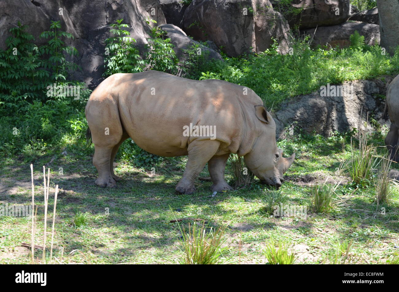 Large Rhinoceros grazing among trees, and rock in green grass Stock ...