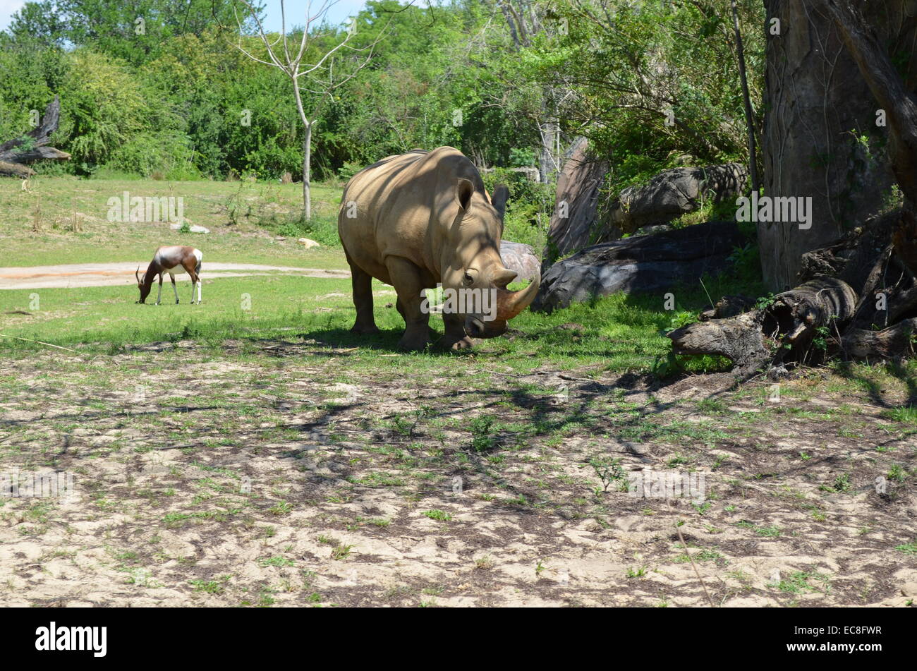 Rhinoceros grazing in green grass among trees and brush Stock Photo - Alamy